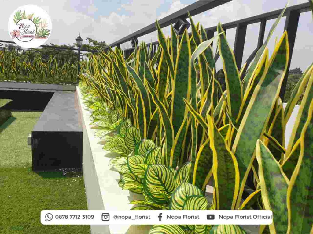 Dekorasi Rooftop dengan Tanaman Artificial Lidah Mertua (Sansevieria ...